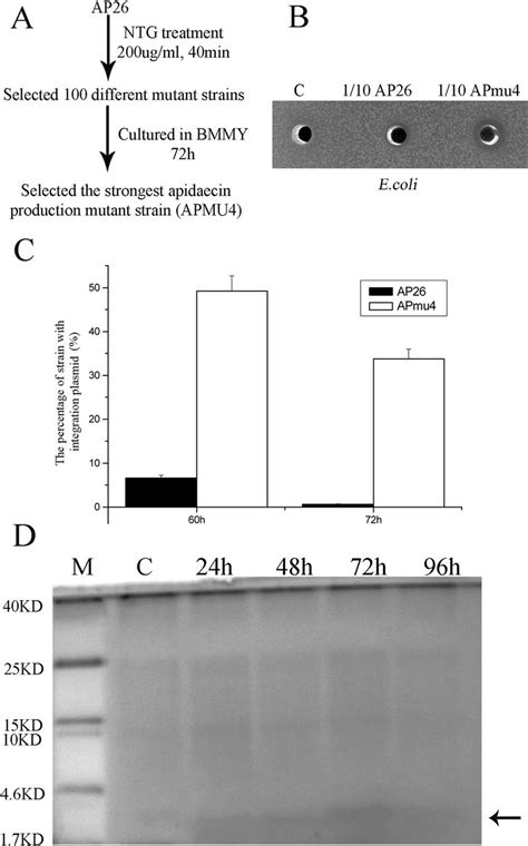 Selecting A Higher Apidaecin Production Mutant With Lower Integration