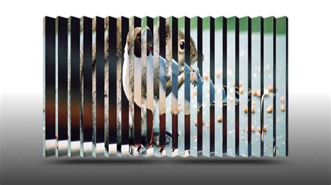 How To Lenticular Print Bxetablet