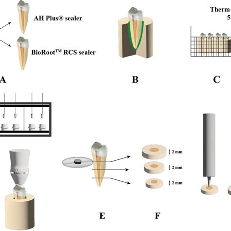 Schematic Presentation Of Prepared Specimens And Push Out Testing