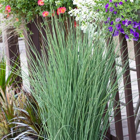 Juncus Inflexus Colorgrass® Blue Arrows White Flower Farm