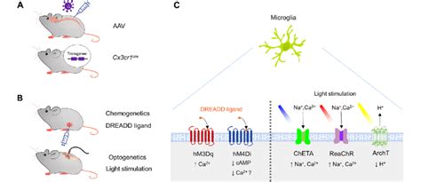 Chemogenetic And Optogenetic Approaches In Microglia A Download
