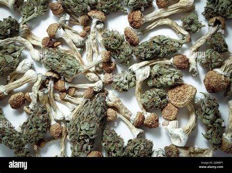 Psychotropic Background Pattern Of Dried Psilocybin Mushrooms And