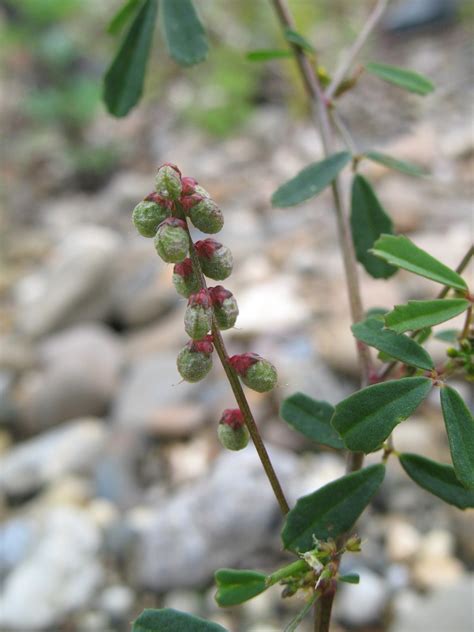 Melilotus Indicus Small Melilot