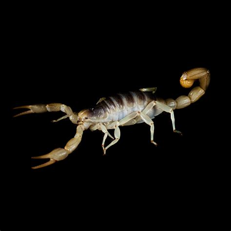 Atari Liberty Wildlife