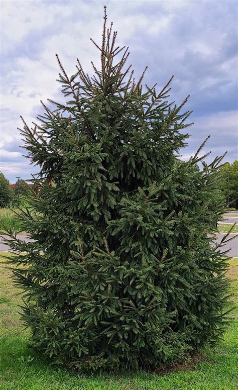 Norway Spruce Picea Abies Evergreen Seedlings Dry Rock Trees Nursery