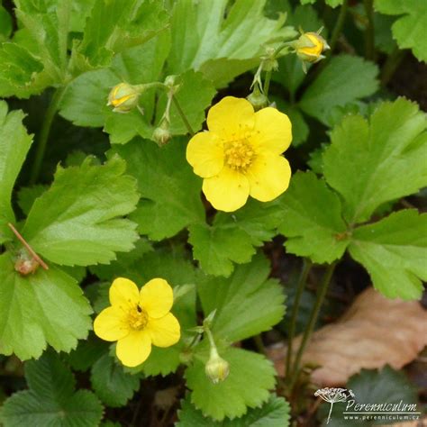 Waldsteinia Ternata Perenniculum