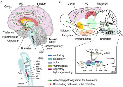 Frontiers Autonomic Dysfunction In Epilepsy Mouse Models With
