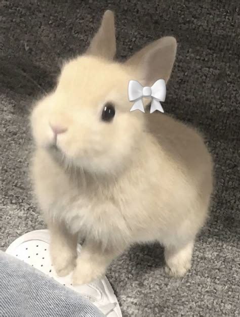 Rabbit Pfp Cute
