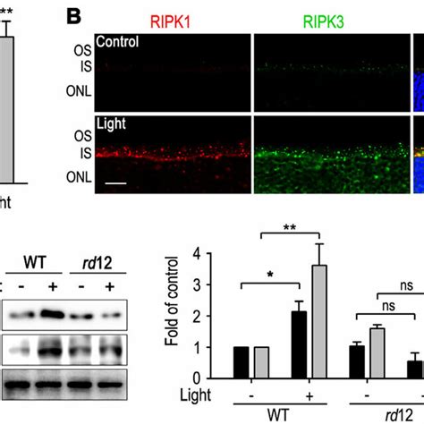 Interaction Of P62 With Ripk3 And Pmlkl In The Retina A Immunoblot