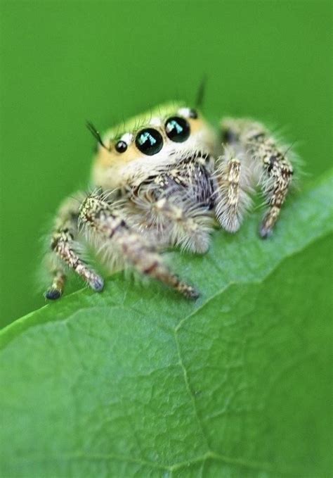 Jumping Spider Care Sheet
