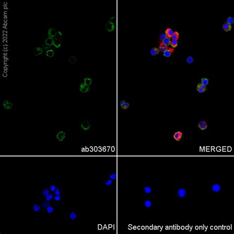 Anti Cd45 Antibody Epr27167 58 Bsa And Azide Free Ab303671 Abcam
