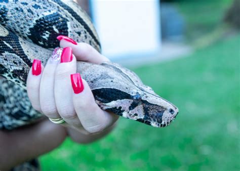 Smauglys Boa Rūšies Aprašymas Fera Lt