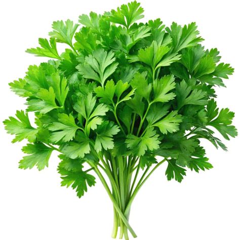 Buy Fresh Chervil Loose Online At Best Price In Dubai Fresh Focus