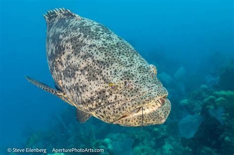 Goliath Grouper