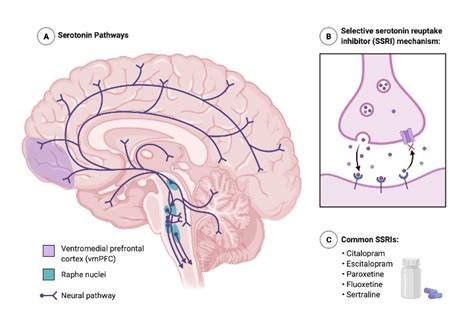 Serotonin Pathways And Ssris Biorender Science Templates