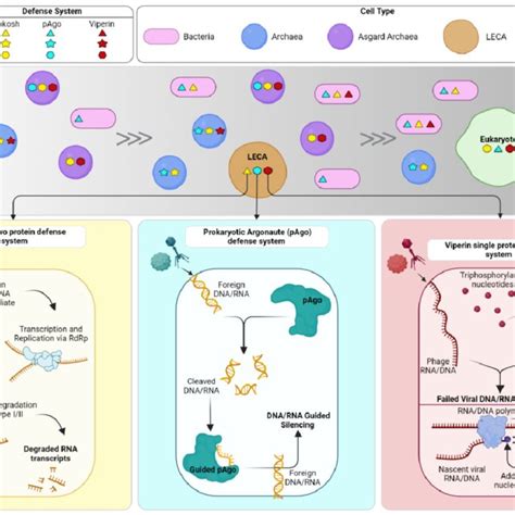 Model Illustrating The Contributions Of Archaea To The Origins Of