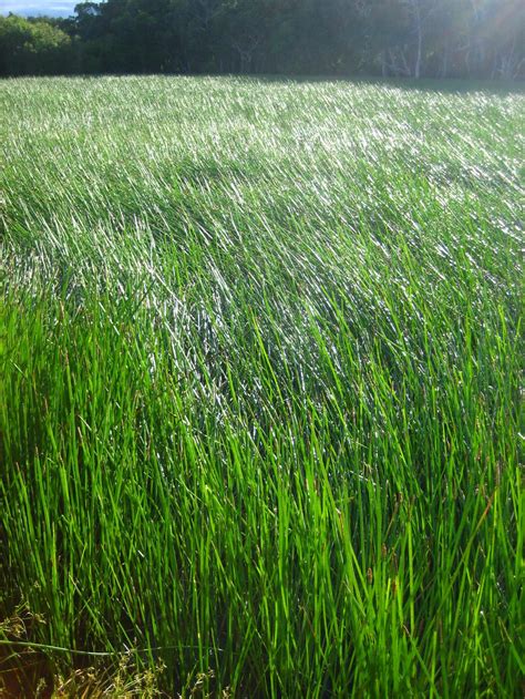 Types Of Swamp Grass My Xxx Hot Girl