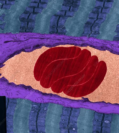 Capillary Tem Stock Image C0035307 Science Photo Library