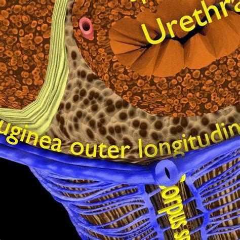 ⚕️ 阴茎完整解剖组织学层切面 3d 模型・文件用于 3d 三维打印・cults