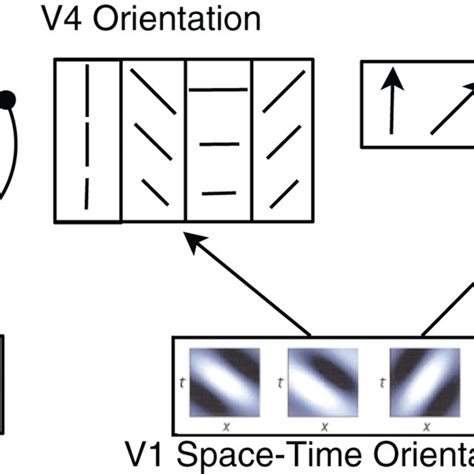 Architecture Of The Cortical Model In The V1 Color Layer There Are