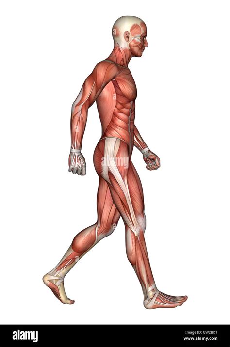 Walking Muscles Worked What Muscles Does Walking Work Vvwsb