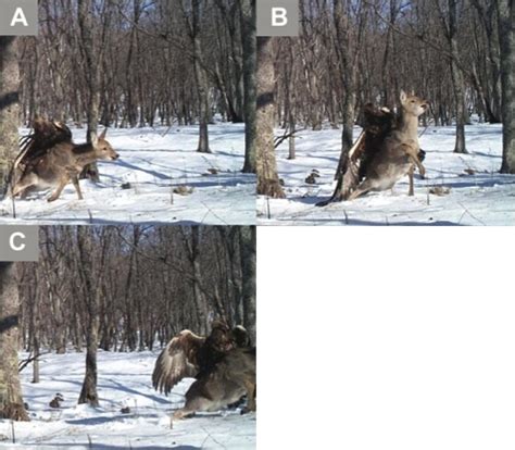 Golden Eagle Attacks Deer A Photo Of An Epic Confrontation Neogaf