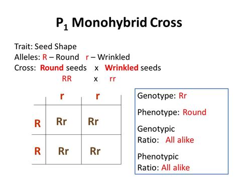Mendelian Genetics Mendels Work Ppt Download