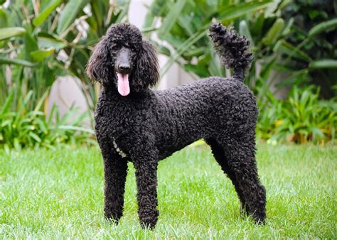 French Poodles Elegance Intelligence And Companionship