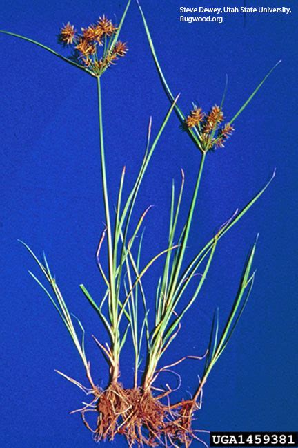 Yellow Nutsedge Seed