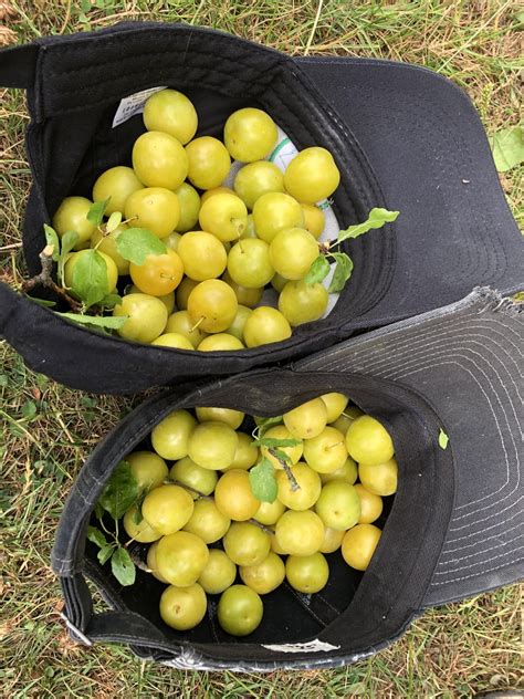 Found Some Tiny Plums Rforaging