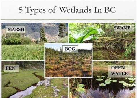 Lesson 5 Transect Layout And Wetland Classification Province Of British Columbia