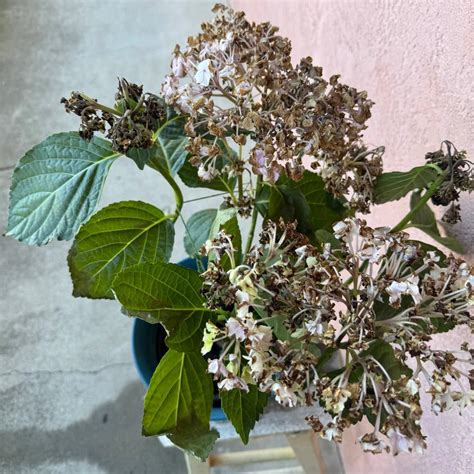 Eclipse Hydrangea Plant Care Water Light Nutrients Greg App 🌱