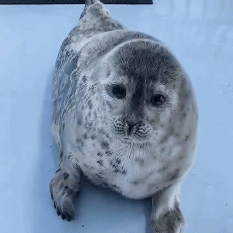 Gyu Seal