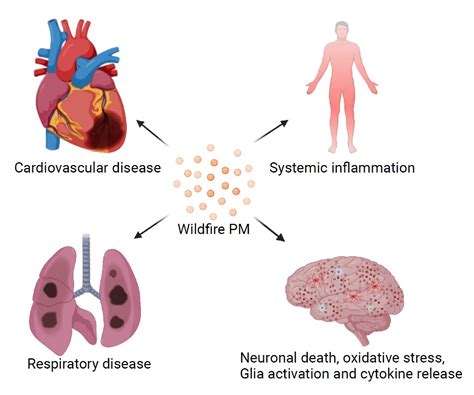 Environmental Health Impacts Of Wildfires Environmental Health Sciences Center