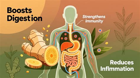 Gingers Real Impact What It Actually Does