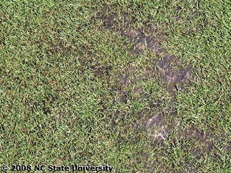 Control Algae Growth In Lawns Tips For Controlling Algae In Grass