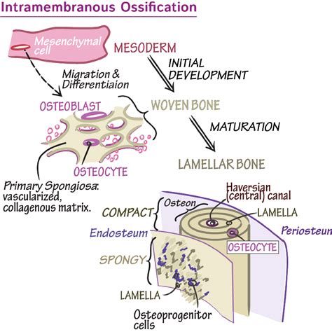 Physiology Glossary Bone Development Ditki Medical And Biological Sciences