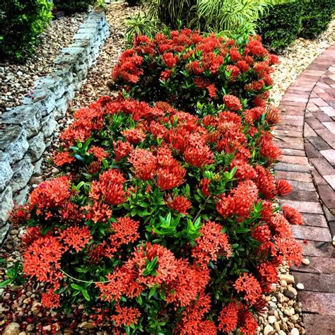 Ixora Plant