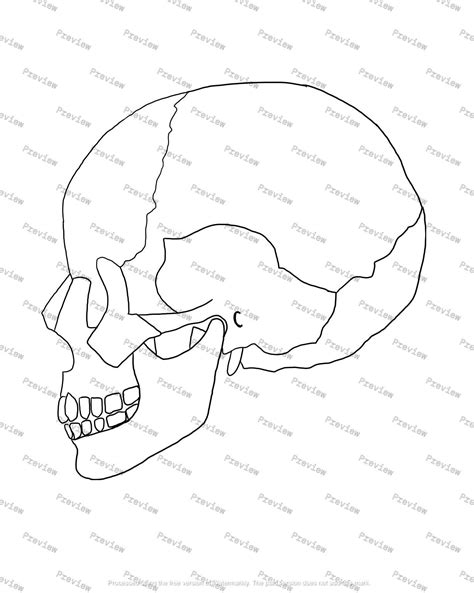 Upper Skeletal System Anatomy Drawing — Black And White — Digital