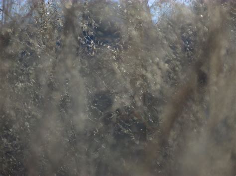 Dry Wild Grass Free Photo Download Freeimages