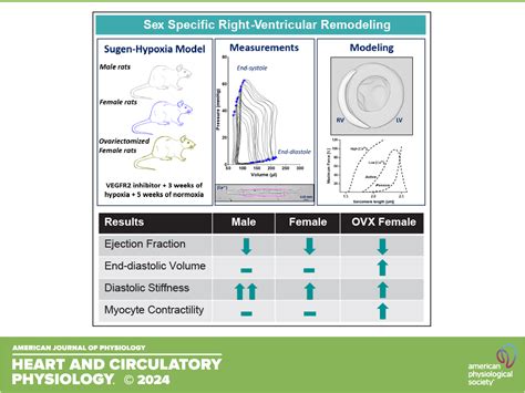 Sex Dependent Remodeling Of Right Ventricular Function In A Rat Model