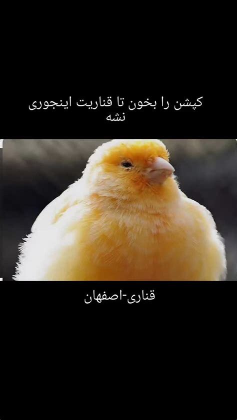 ‎قناری اصفهان‎ ‎پرورش قناری آگاتتوپاز قناری قناریتهران قناریرسمیبلند قناریایرانی