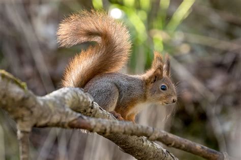 Eurasian Red Squirrel Sciurus Vulgaris Wildlife Vagabond