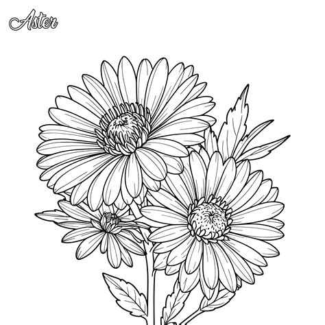 Premium Vector Aster Flower Hand Drawn Coloring Page And Outline Vector