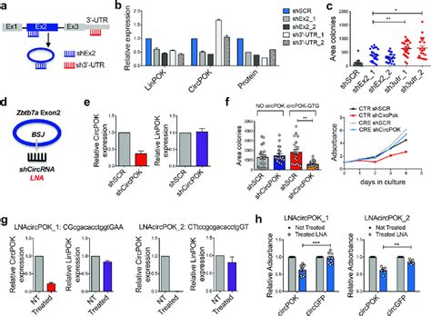 circpok plays proto oncogenic functions in mesenchymal tumors a