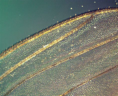 Fly Wing Under Microscope