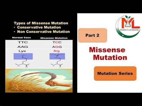 Missense Mutation Types Conservative Non Conservative Mutation Missense Mutation 2nd Part