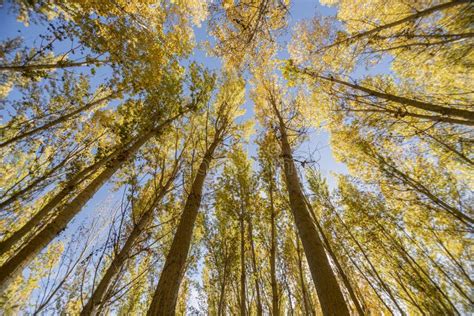 Poplar Trees Shedding Their Leaves Stock Image Image Of Decoration Light 260746015