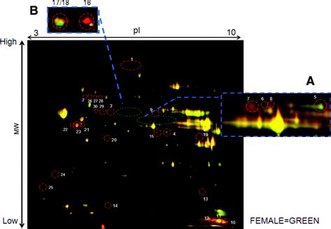 Sex Differences In The Phosphorylation Of Mitochondrial Proteins Result