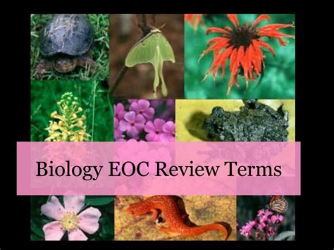 Ppt Biology Eoc Review Terms Powerpoint Presentation Free Download Id 5317714
